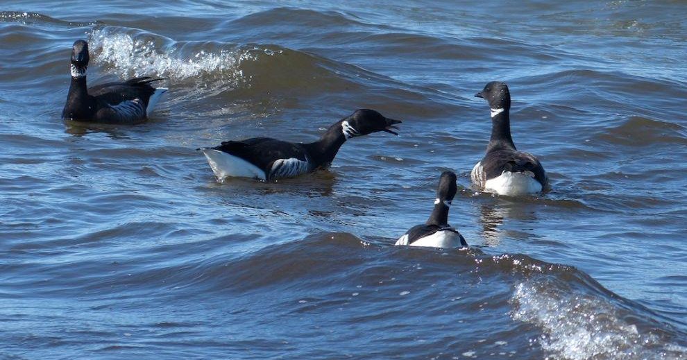 Brant Wildlife Festival 2026 | Dates & Schedule Info | Parksville ...